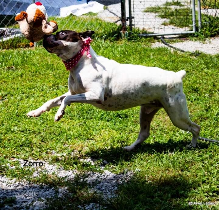 Adoptable Dogs – Best Friends Sanctuary