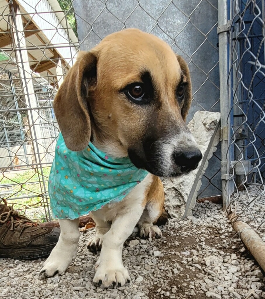 Adoptable Dogs – Best Friends Sanctuary