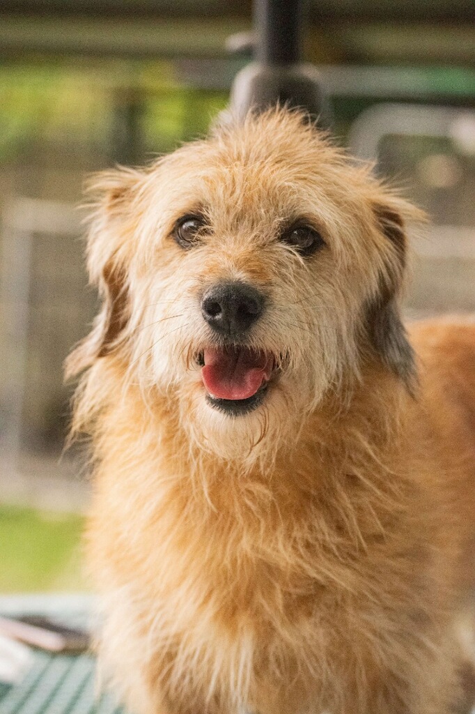 Adoptable Dogs – Best Friends Sanctuary