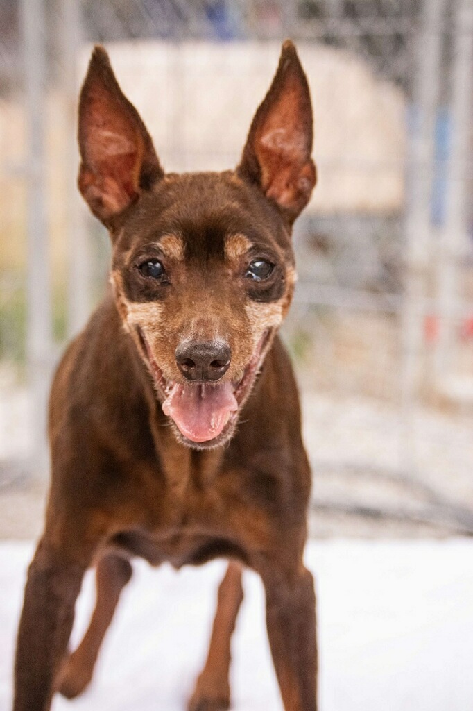 Adoptable Dogs – Best Friends Sanctuary