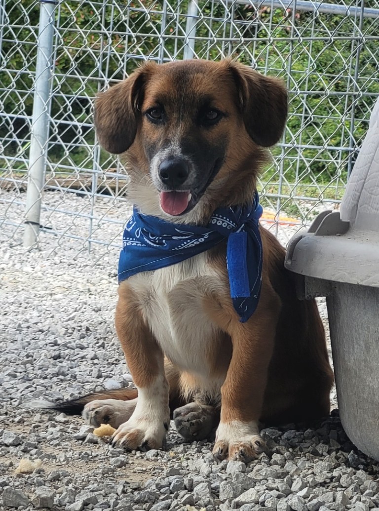 Adoptable Dogs – Best Friends Sanctuary