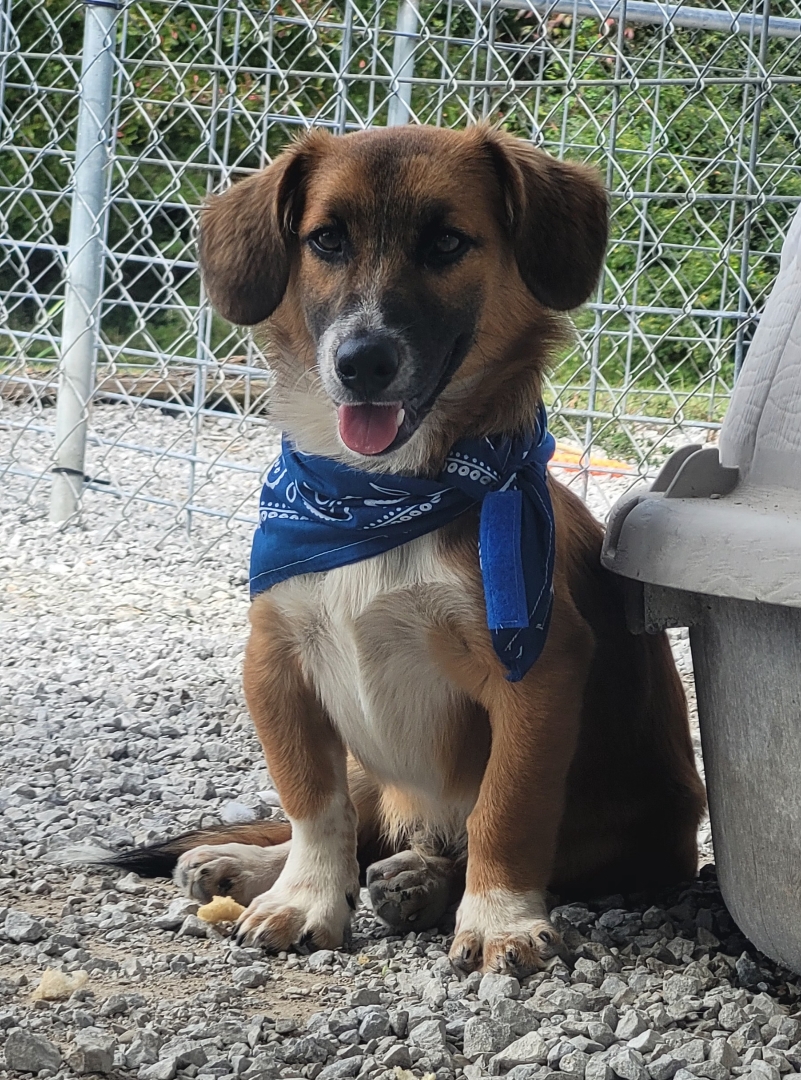 Adoptable Dogs – Best Friends Sanctuary