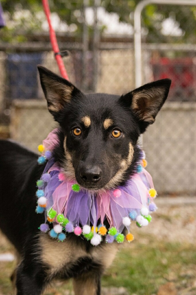 Adoptable Dogs – Best Friends Sanctuary