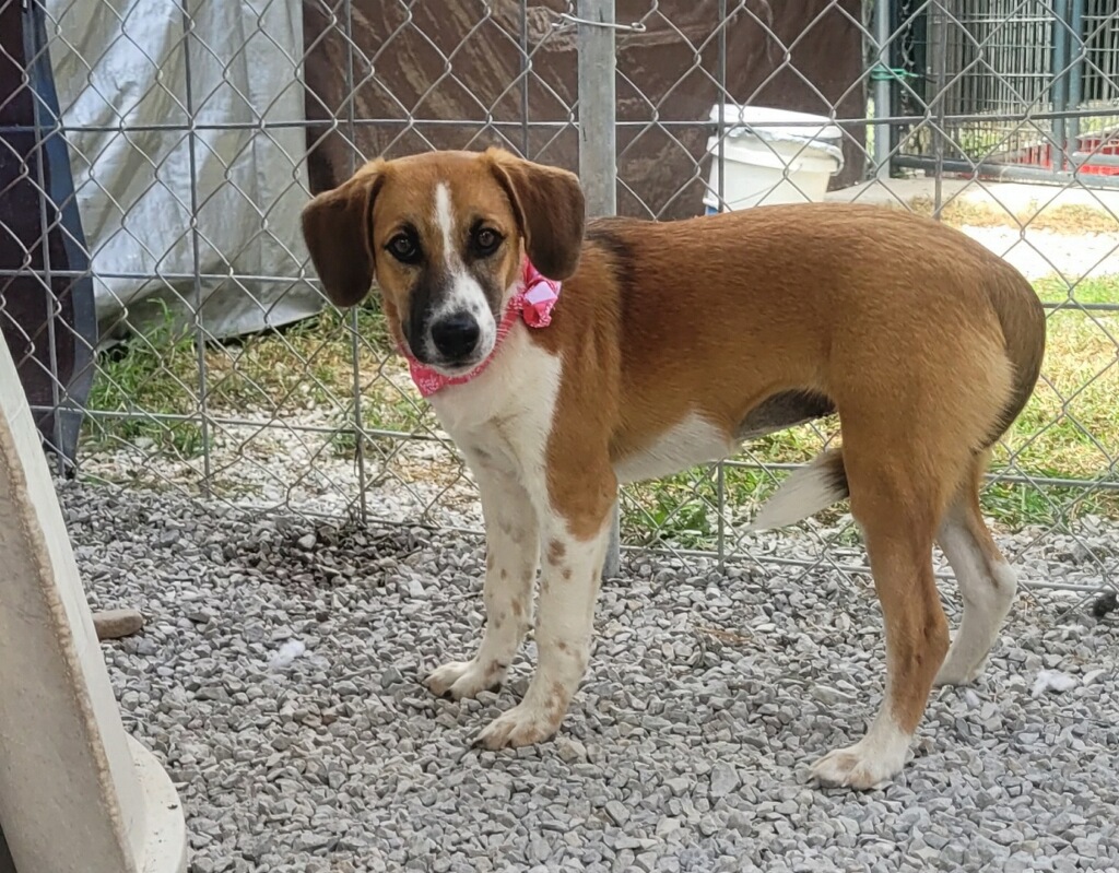 Adoptable Dogs – Best Friends Sanctuary