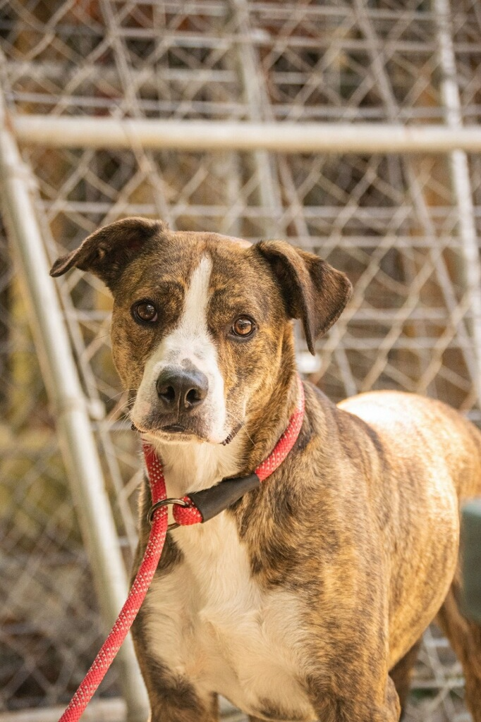 Adoptable Dogs – Best Friends Sanctuary