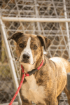 Adoptable Dogs – Best Friends Sanctuary