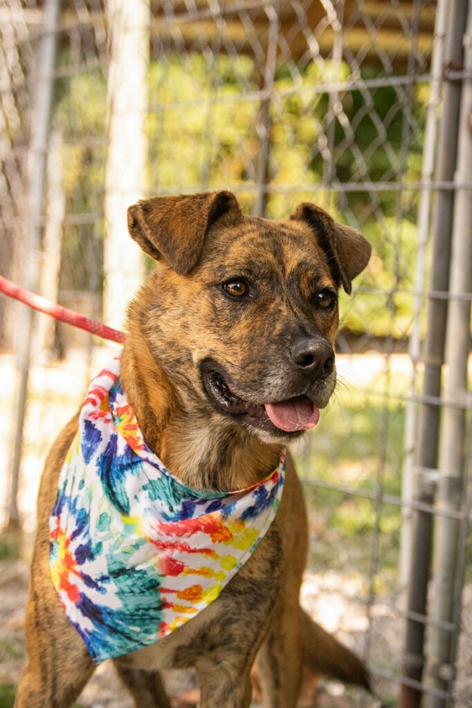 Nikki – Adopted – Best Friends Sanctuary