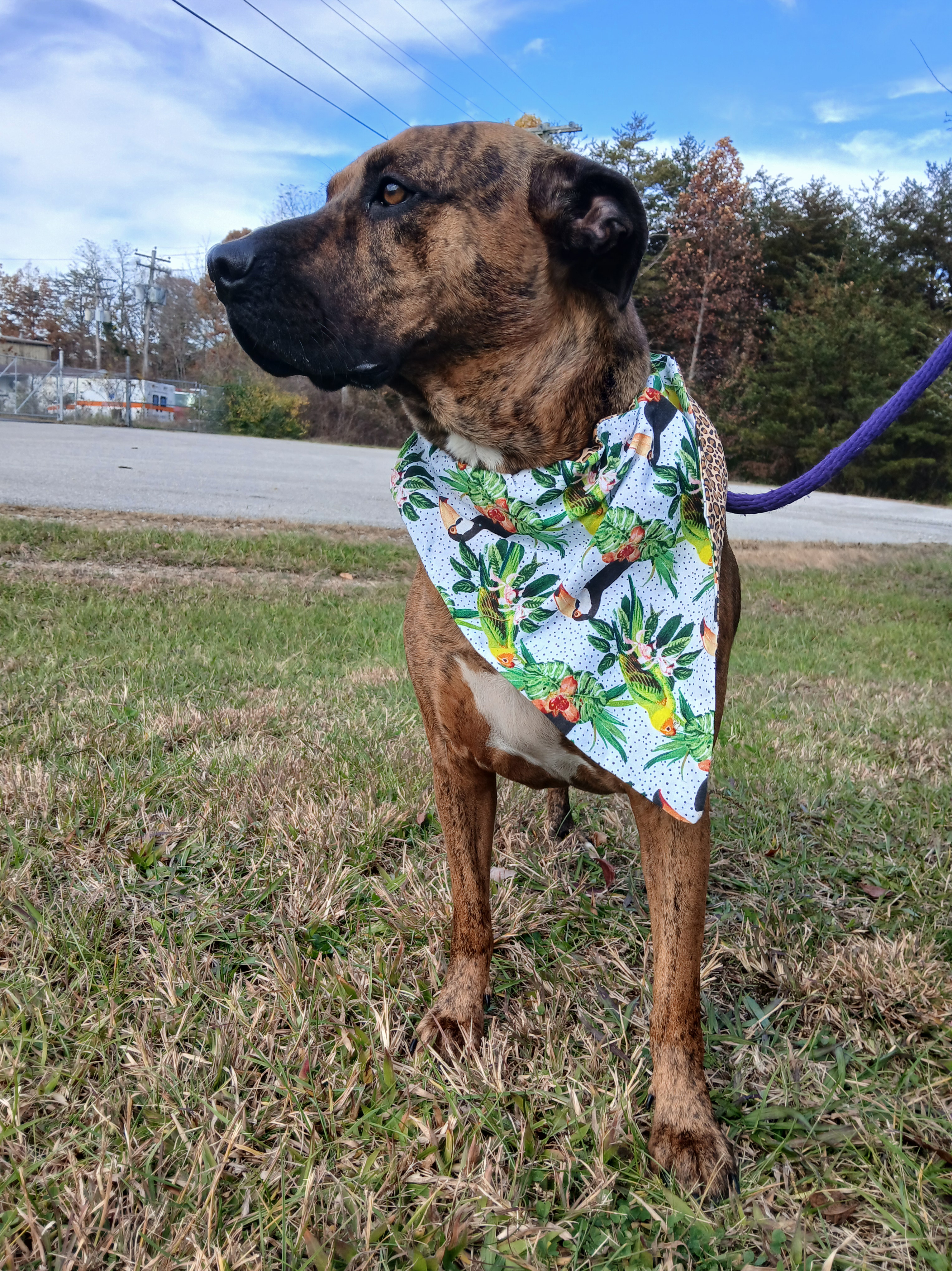 Adoptable Dogs – Best Friends Sanctuary