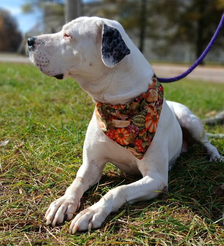 Adoptable Dogs – Best Friends Sanctuary