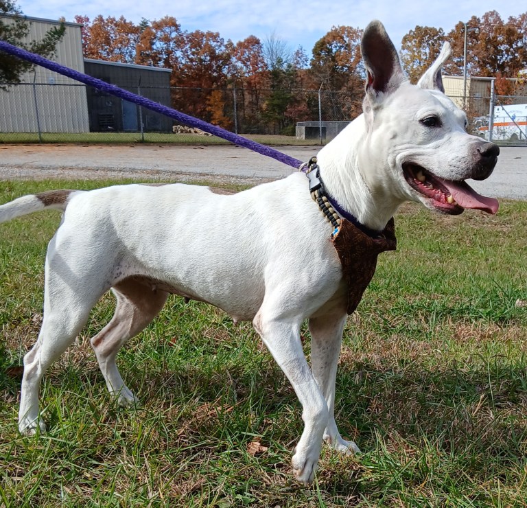 Adoptable Dogs – Best Friends Sanctuary
