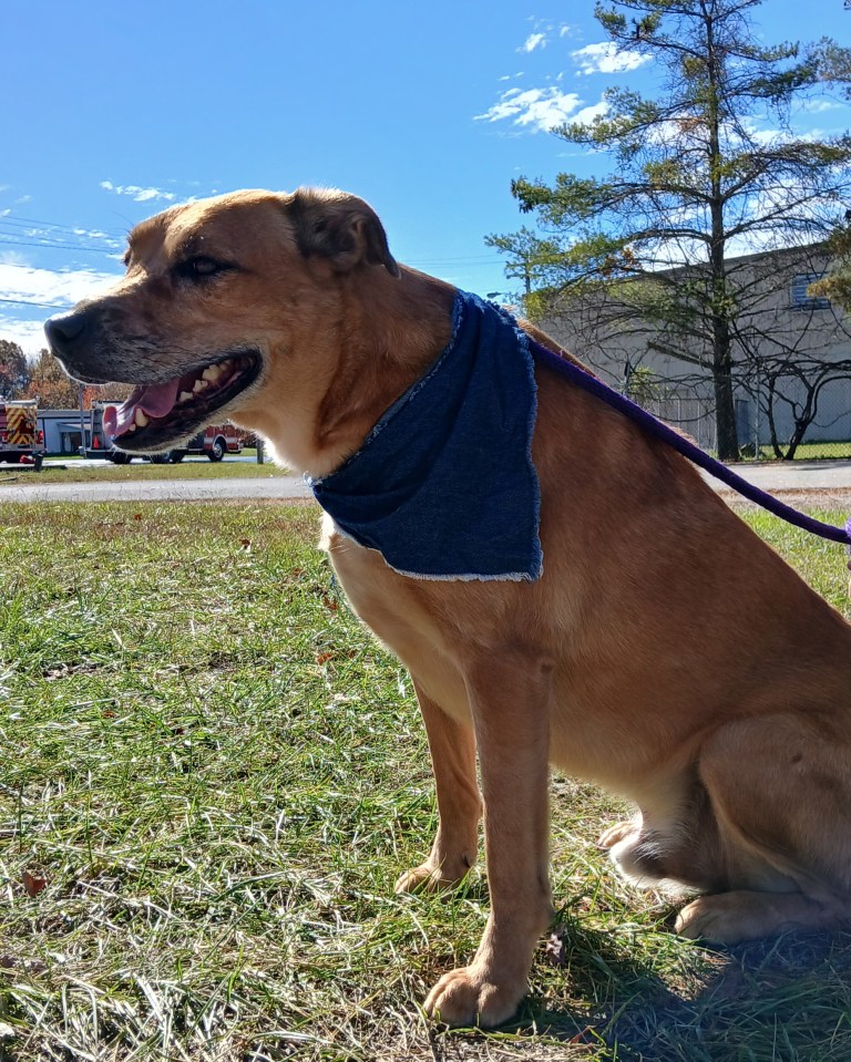 Adoptable Dogs – Best Friends Sanctuary
