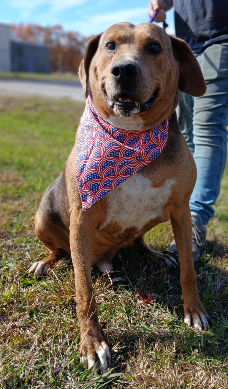 Adoptable Dogs – Best Friends Sanctuary