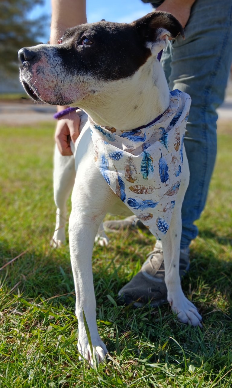 Adoptable Dogs – Best Friends Sanctuary