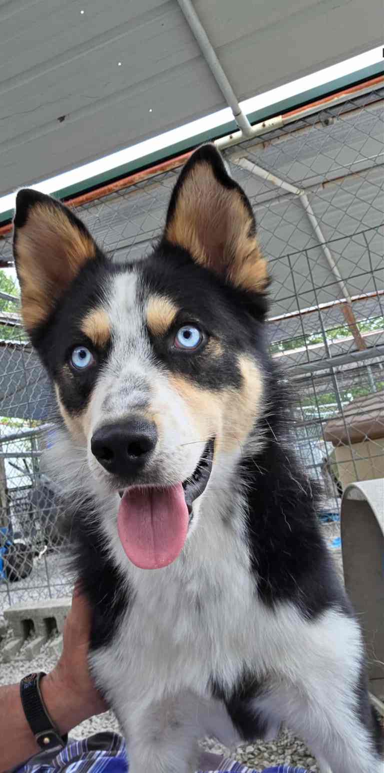 Adoptable Dogs – Best Friends Sanctuary