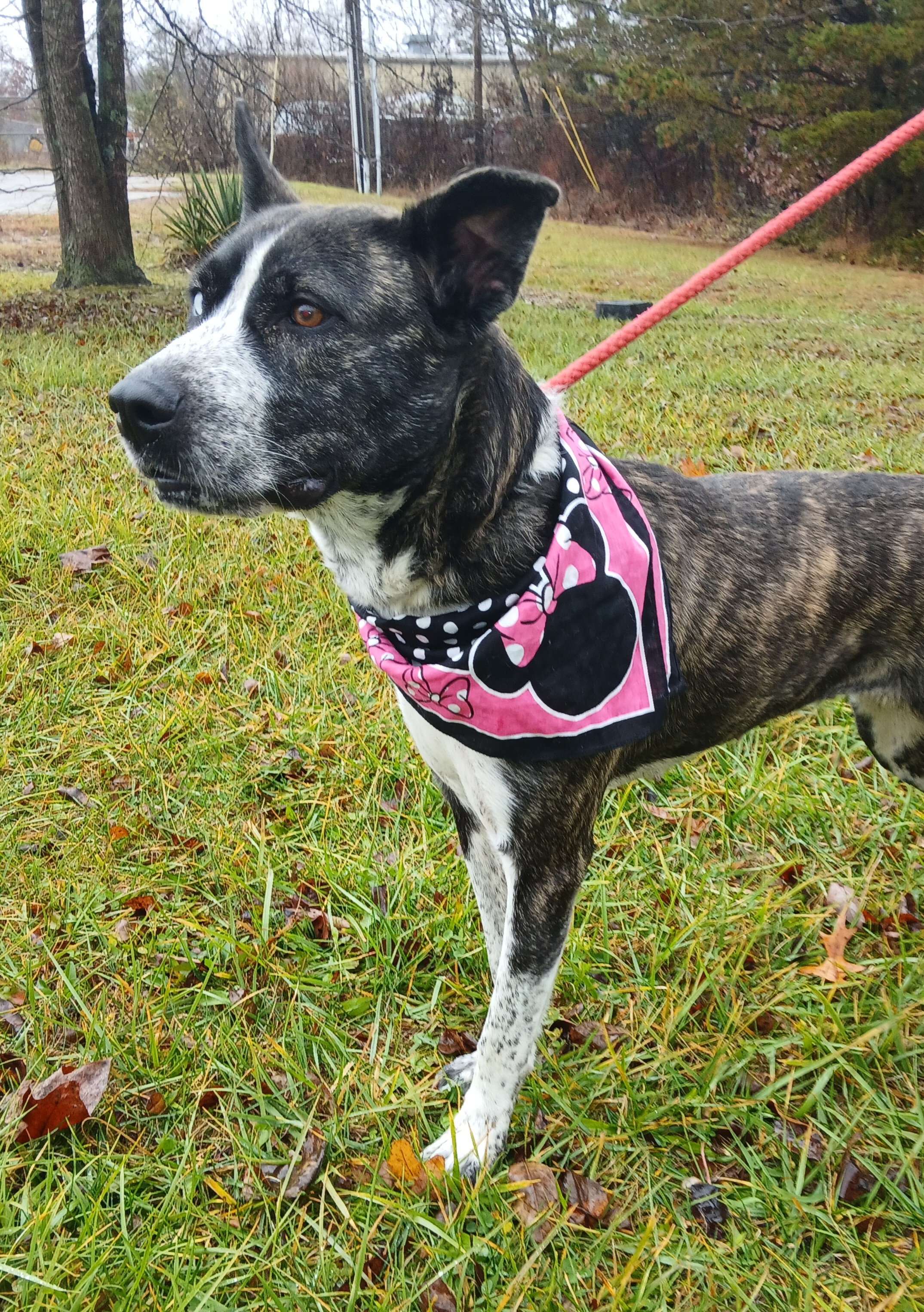 Adoptable Dogs – Best Friends Sanctuary
