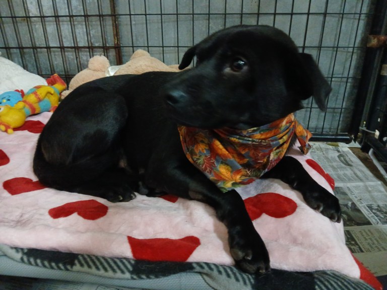 Adoptable Dogs – Best Friends Sanctuary
