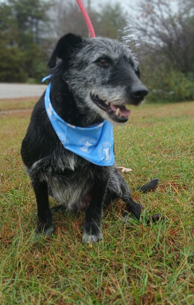 Adoptable Dogs – Best Friends Sanctuary