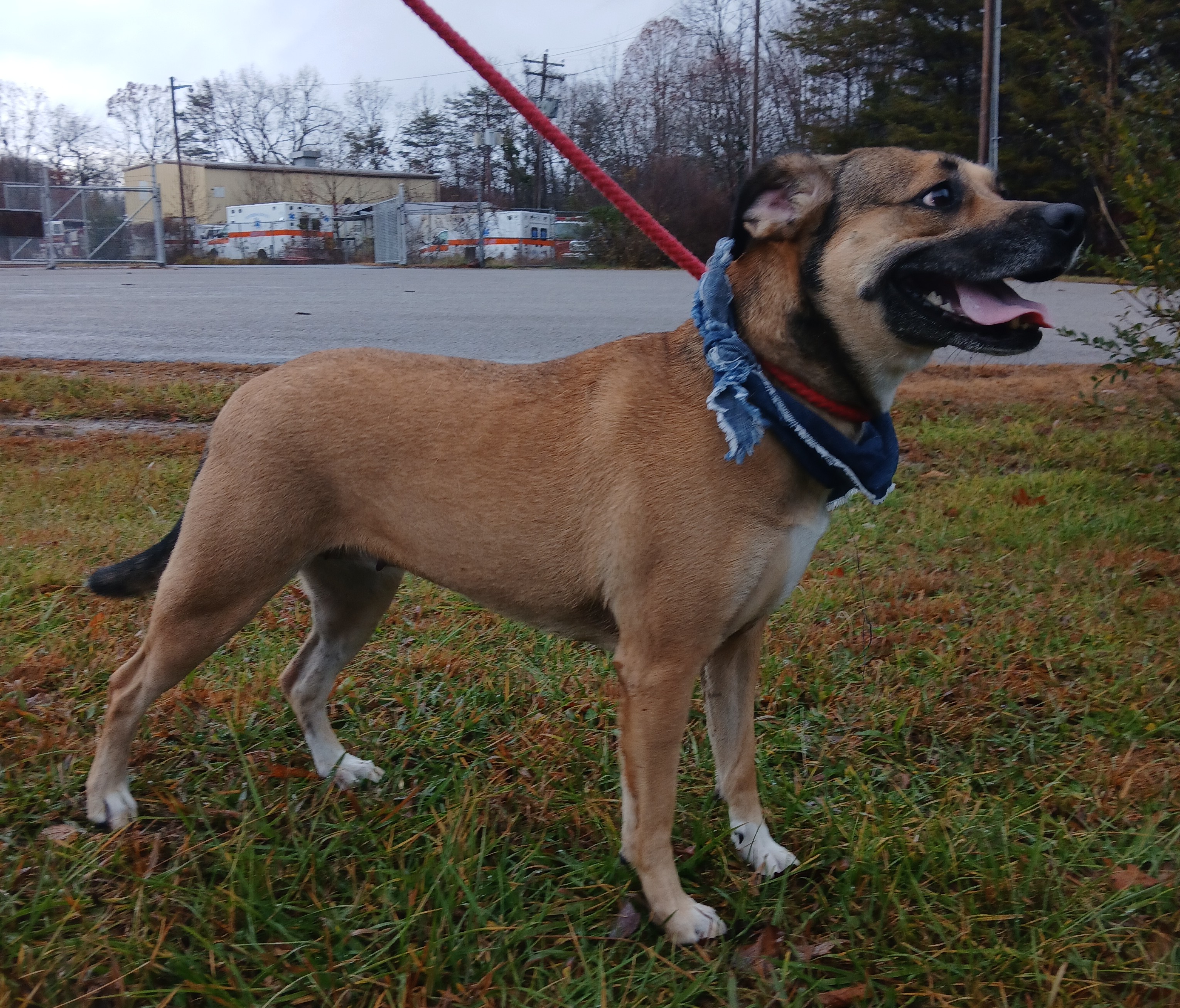 Adoptable Dogs – Best Friends Sanctuary