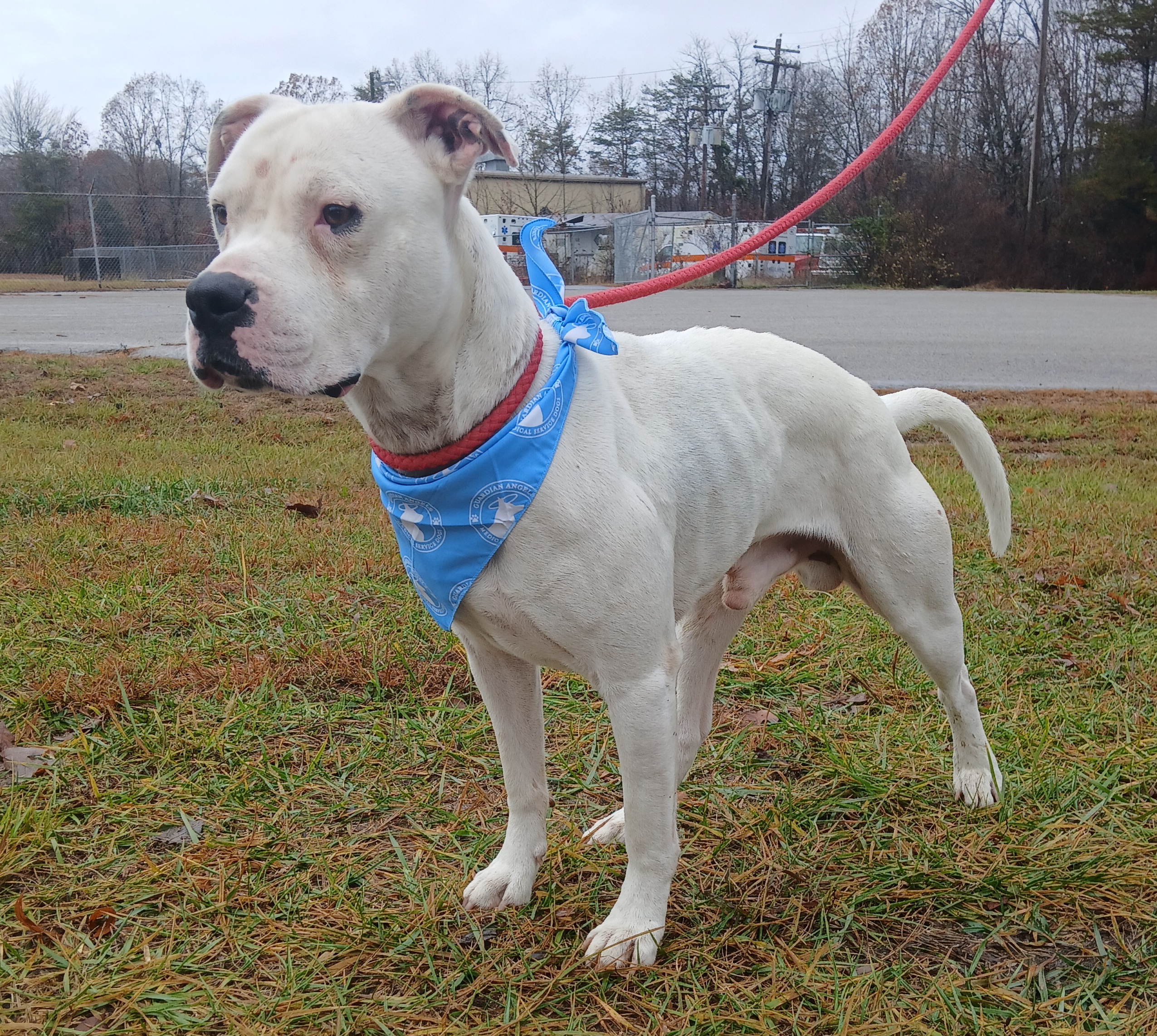 Adoptable Dogs – Best Friends Sanctuary